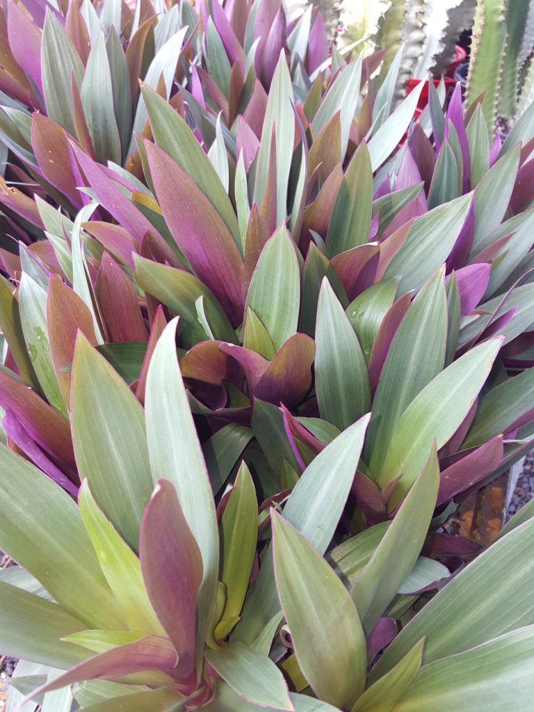 Rhoeo Dwarf Plants Whitsunday